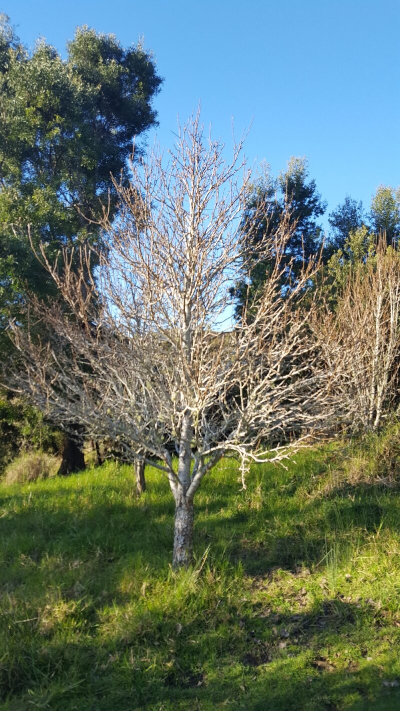 Growing Healthy Fruit Trees - Winding River Homestead