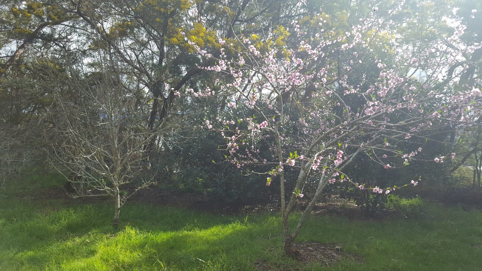 Growing Healthy Fruit Trees - Winding River Homestead