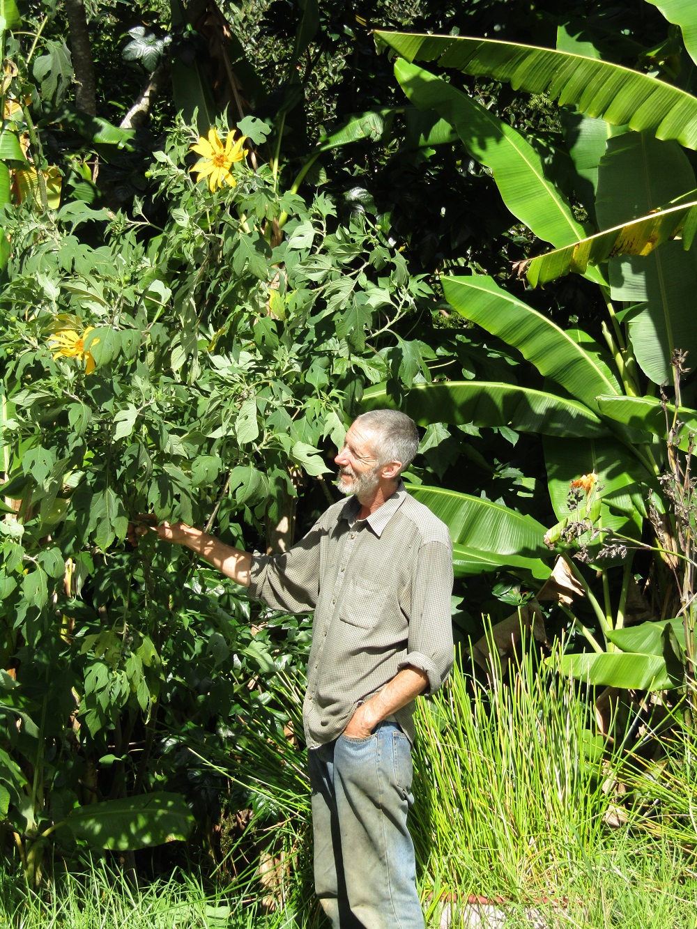 Creating a supportive ecology for fruit trees - Winding River Homestead
