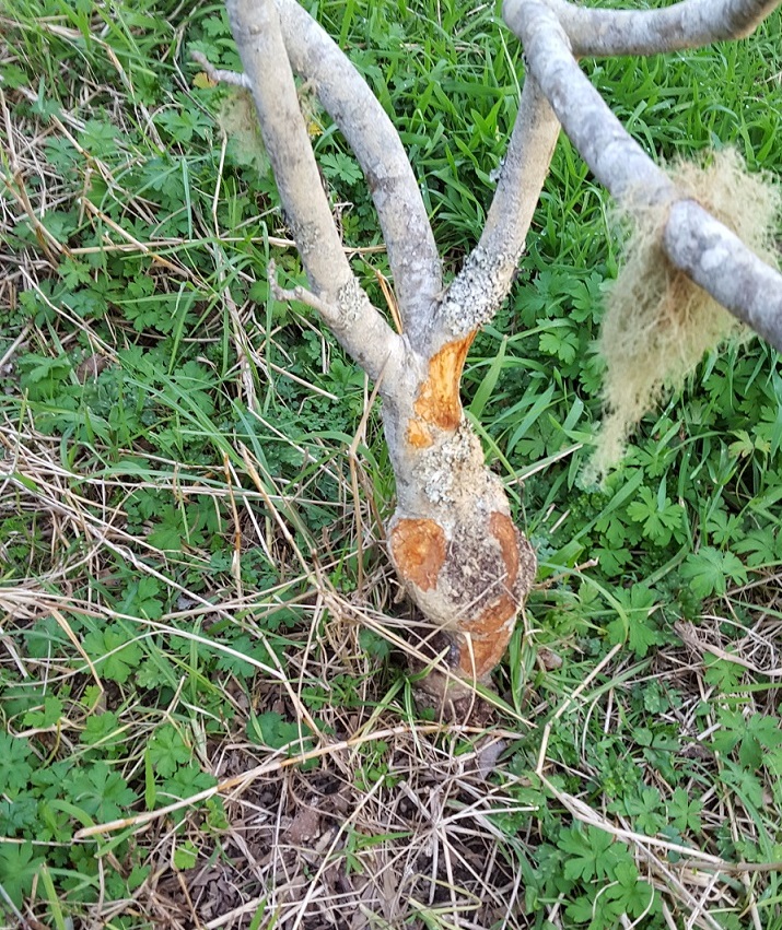 Creating a supportive ecology for fruit trees - Winding River Homestead