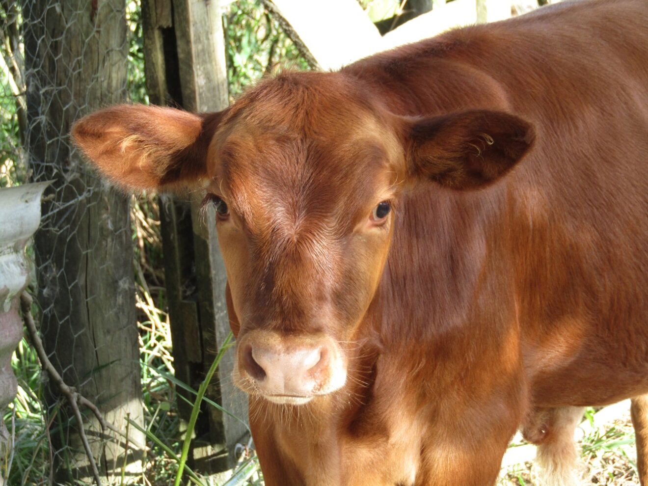 Our Animals - Winding River Homestead