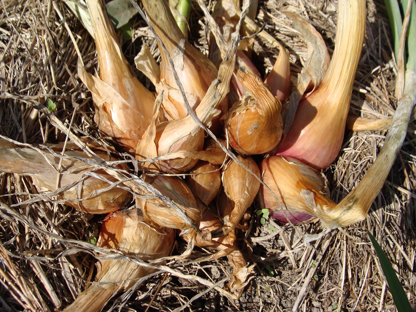 Growing Perennial Alliums - Winding River Homestead
