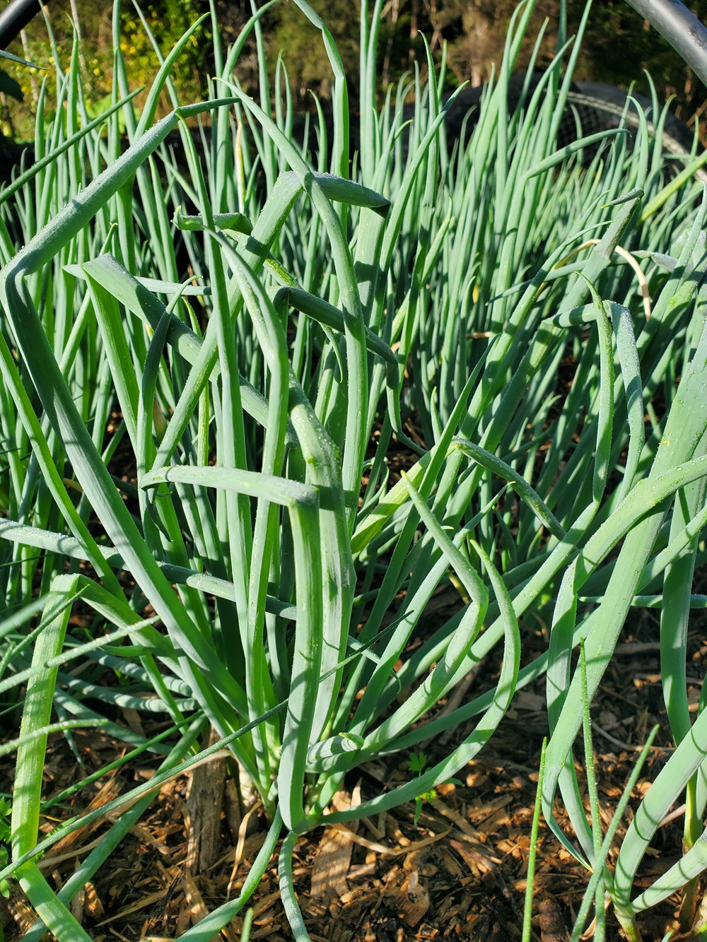 Welsh Bunching Onions - Winding River Homestead