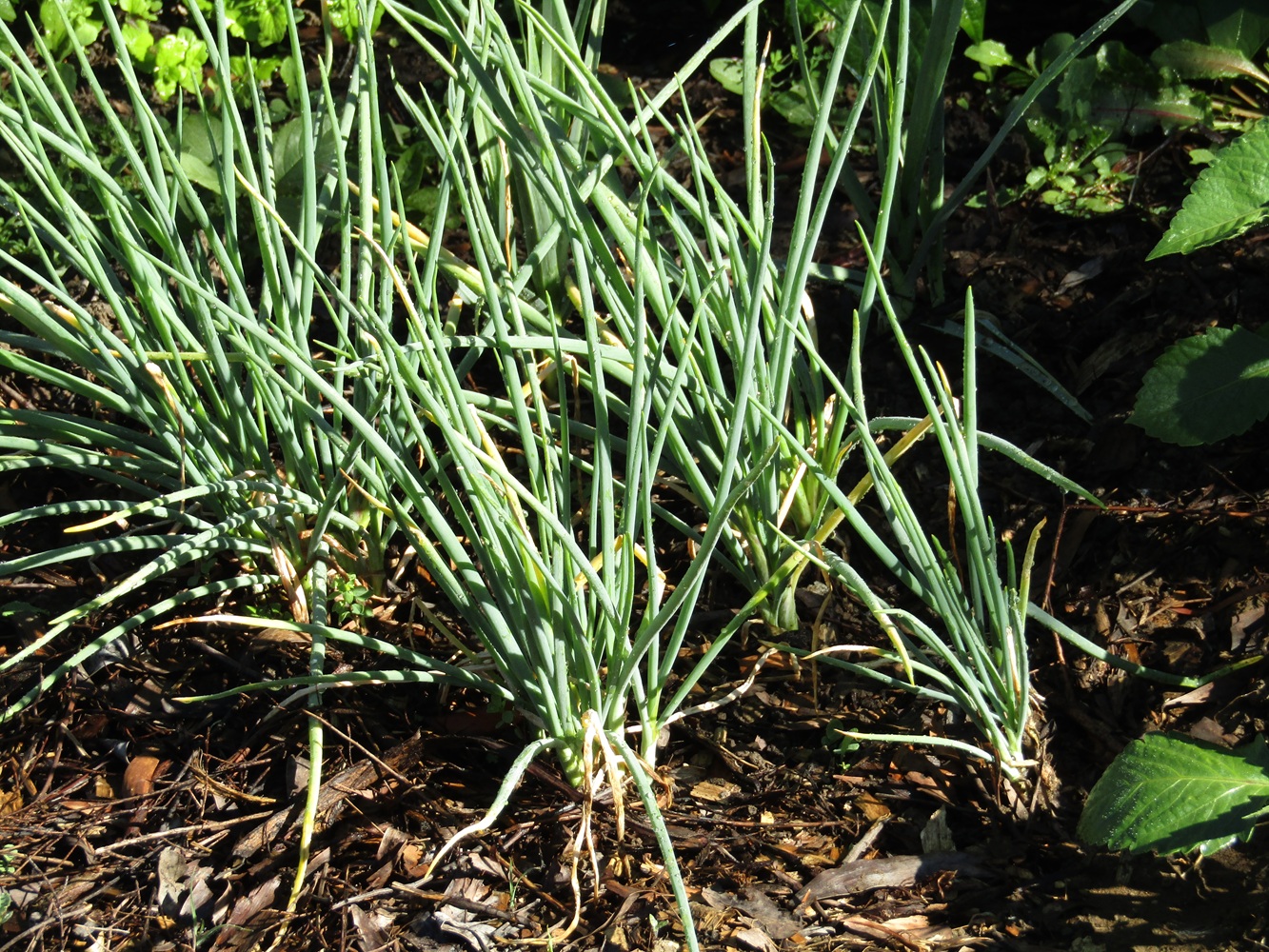 Mike's Multiplying Onions - Winding River Homestead